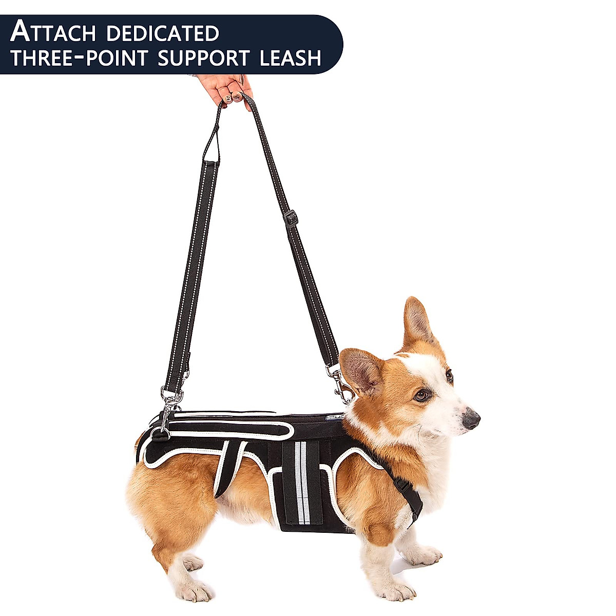 LufeLux Back Brace for Dogs with IVDD, Arthritis, Back Pain, Surgical Recovery and Rehabilitation, Dachshund Back Pain Relief, IVDD Harness(Large)