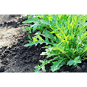 Gaea's Blessing Seeds - Arugula Seeds -2000 Seeds - Roquette Rocket Heirloom - Non-GMO Seeds with Easy to Follow Planting Instructions - 90% Germination Rate (Pack of 1)