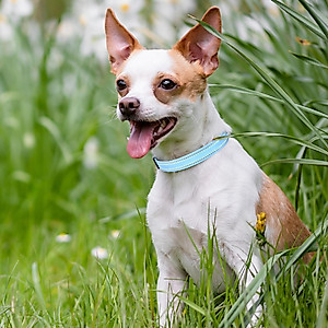 Mile High Life | Nylon Night Light Glow Collar for Medium Dogs | Reflective Band Cat Collar | Fluorescence self-Luminescence Strap Puppy Collar | Safe Night Walk Collars for Dogs (Blue, XS)