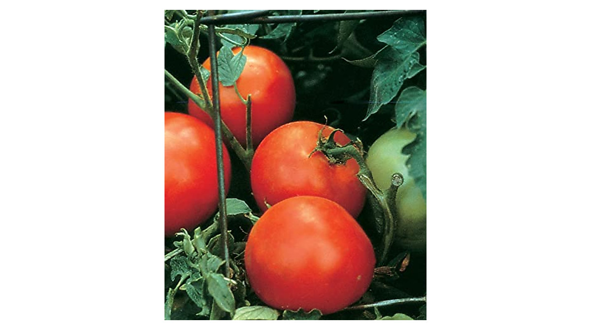 Grow Burpee Celebrity Hybrid Tomato Seeds - 35 Non-GMO Seeds