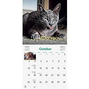 Cats on Catnip Wall Calendar 2021
