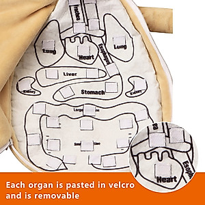 Organ Toy for Kids, Human Body Anatomy Awareness Teaching Tools, Preschool Educational Organ Plush Toys, Science Learning Kits for Home School Teaching Aids (Organ Toys)