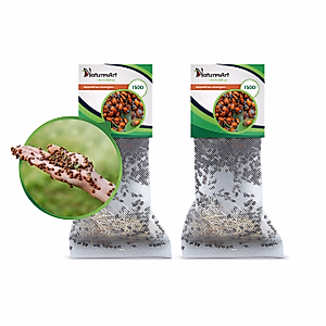 NaturesArt 3000 Live Ladybugs - Good Bugs for Garden - Ladybug - Guaranteed Live Delivery!