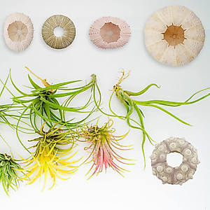 5 Pack Mini Sea Urchin Shell Hanging Pot-Air Plant Holder Hanging Decorative Cute Tillandsia Succulent Display Container with Rustic Ropes for Home Garden Beach Theme Party Wall Indoor Outdoor Decors