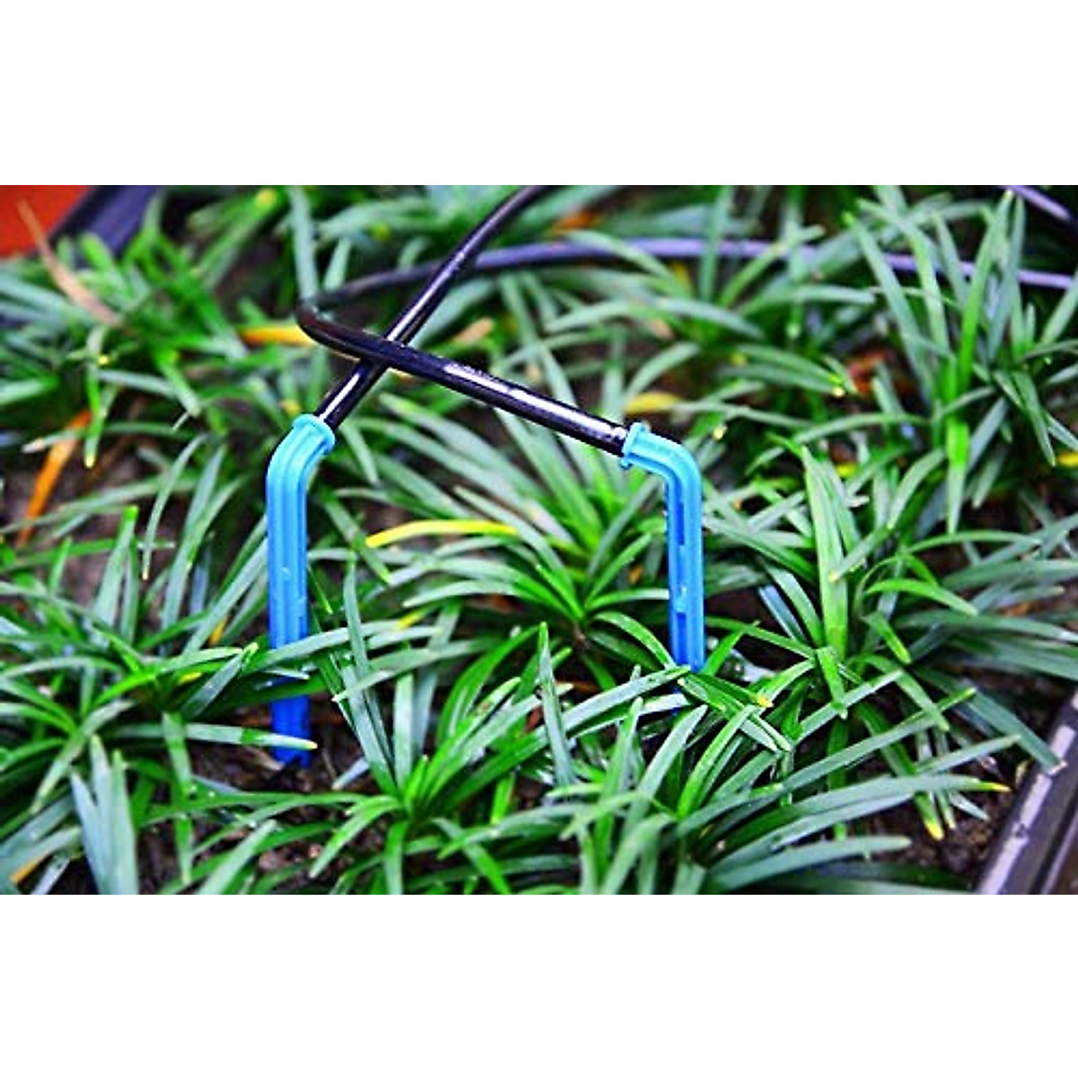 (100-PACK) - 6" Inch .5 GPH - Angled Drip Emitter Stake for Precise Watering & Irrigation, Greenhouse, Container Gardening, Home Garden, and Hydroponics Growing - for 1/8" Tubing (6" Inch Drip Stake)