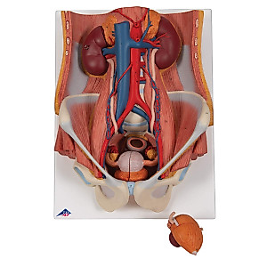 3B Scientific K32 Dual Sex 6-part Urinary System - 3B Smart Anatomy