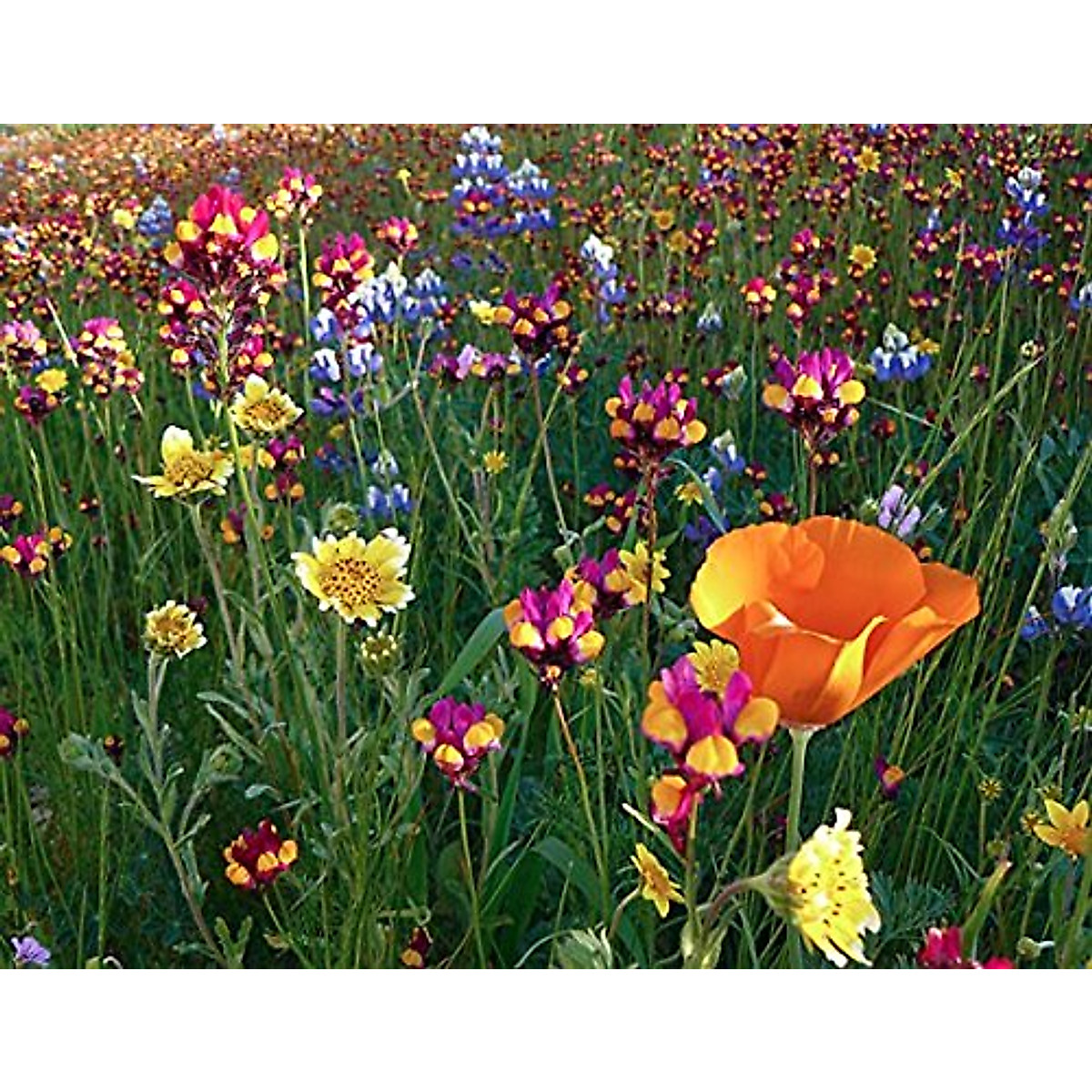 Perennial Wildflower Mix, 600+ Flower Seeds Per Packet, (Isla's Garden Seeds), Blend of 17 Various Perennial Wildflowers, Non GMO & Heirloom Seeds