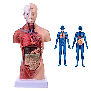 Human Torso Body Model Anatomy Anatomical Internal Organs for Teaching