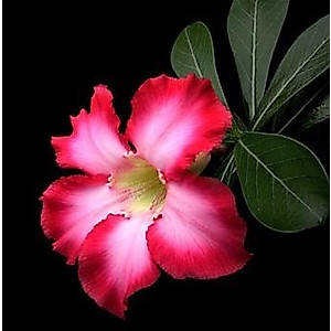 'Desert Rose' Plant - Natural Bonsai - Adenium obesum - 3" Pot