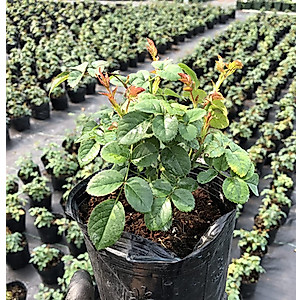 Rose Plants Live Ready to Plant Outdoors Seedlings,Dark Red Stripes Rose Bush,Multi Colours Rose Hedging,Home Garden Yard Decor Blooms,Easy Planting (1 Plant ,No Pot Include)