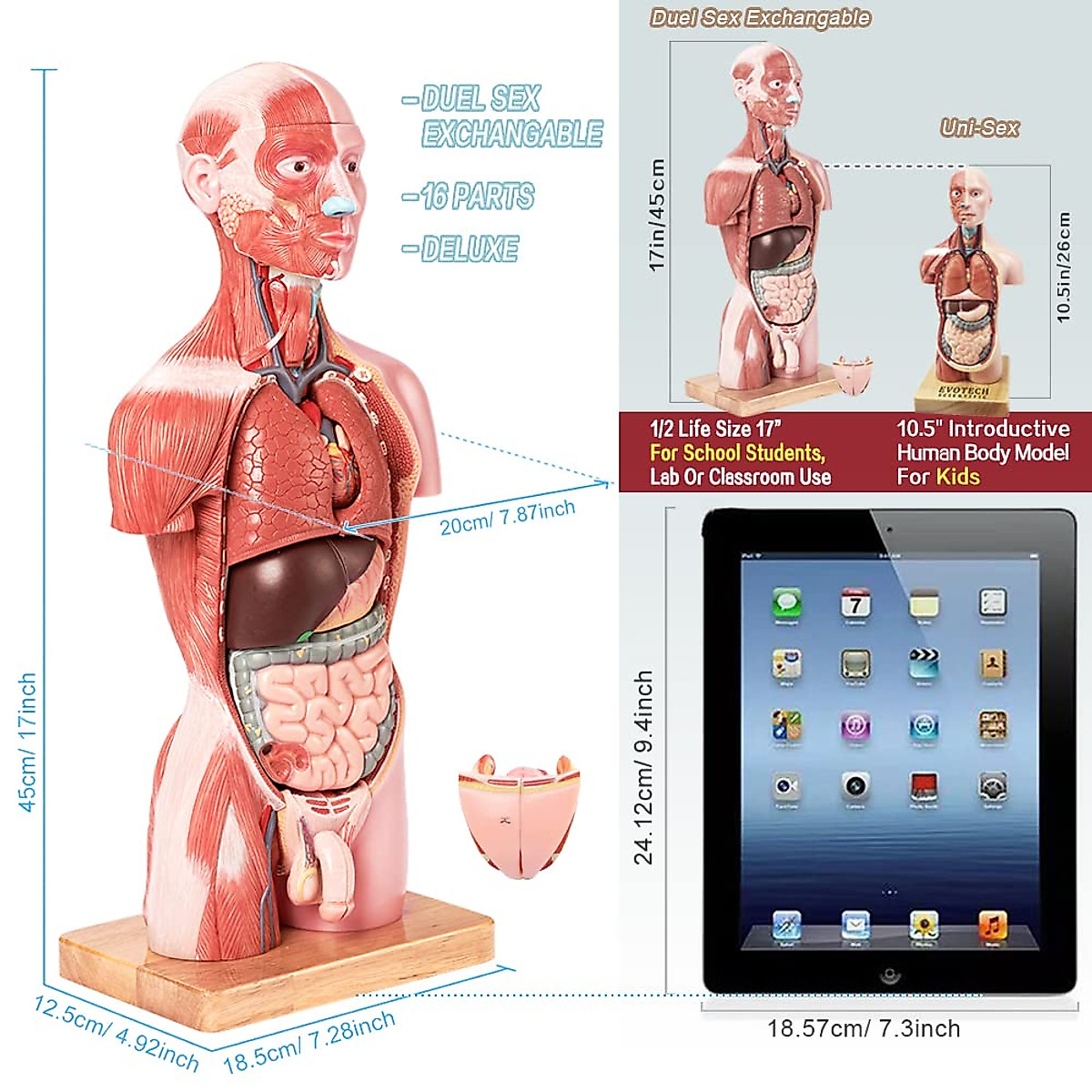 EVOTECH 2025 New Human Body Deluxe Musculature Model, 16 Pcs Removable 17 inch Human Torso Anatomy Model with Heart Head Skull Brain Skeleton Model for Medical Student, Lab & Classroom Use