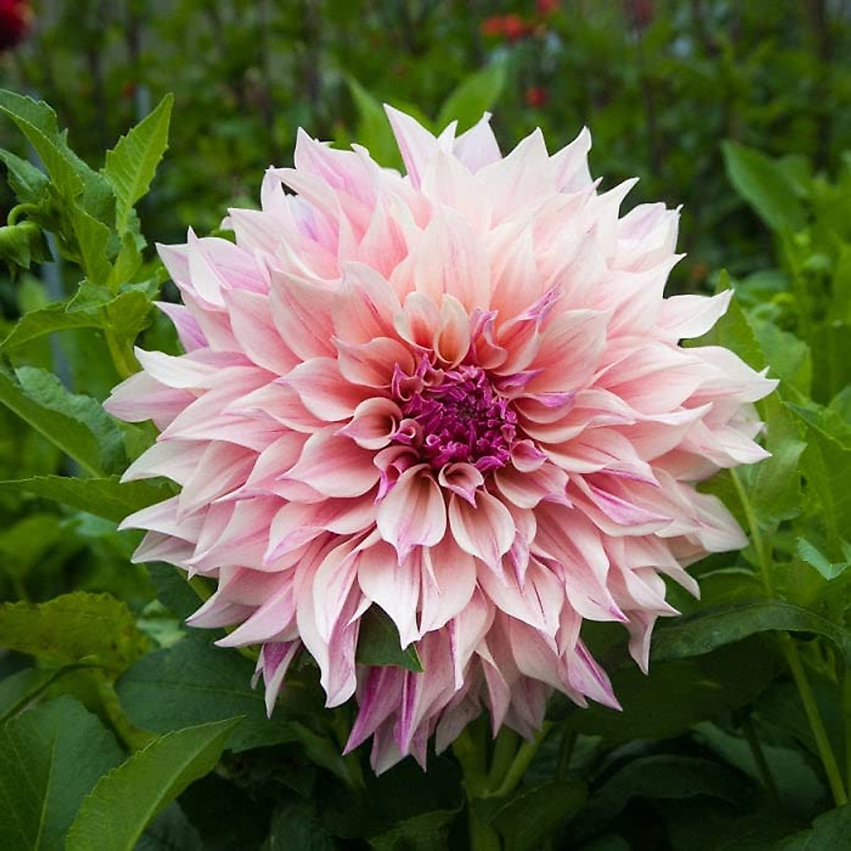 Dahlia Bulbs (Dinnerplate) - Cafe Au Lait Royal - 8 Bulbs - Pink Flower Bulbs, Tuber Attracts Bees, Attracts Butterflies, Attracts Pollinators, Easy to Grow & Maintain, Fast Growing, Cut Flower