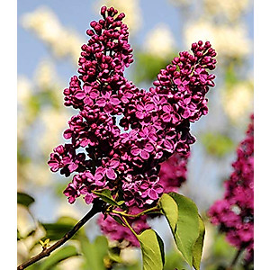 50+ Mixed Lilac Tree Seeds Fragrant Flowers Flower Perennial Bush Bonsai Plants