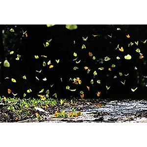 Canon EOS 70D Digital SLR Camera (Body Only) - International Version