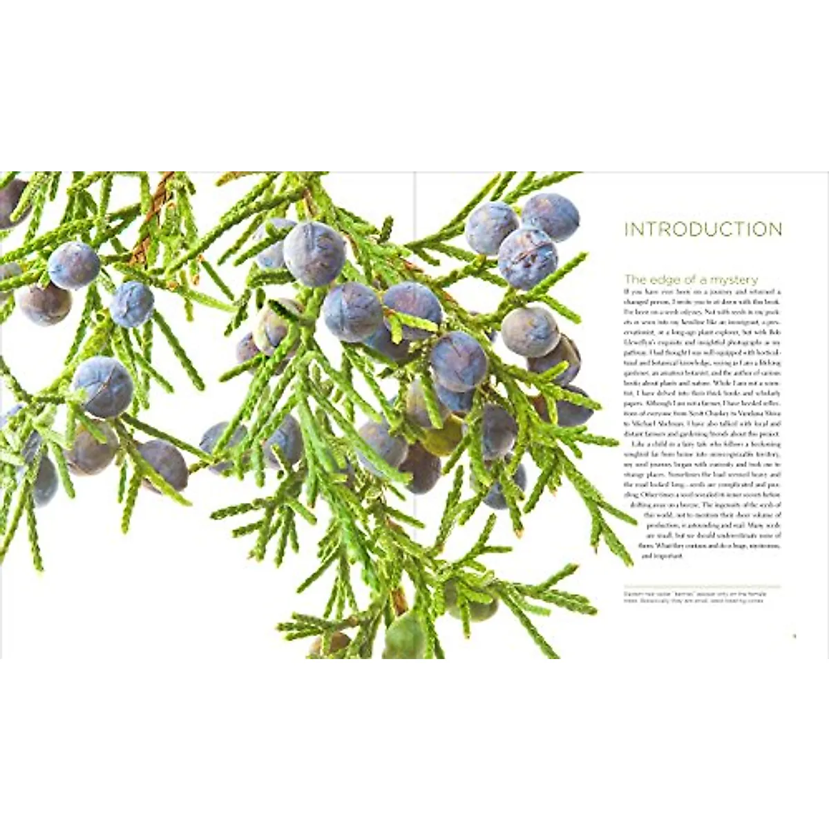 Seeing Seeds: A Journey into the World of Seedheads, Pods, and Fruit (Seeing Series)