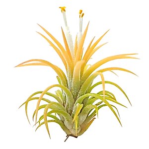 Live Air Plants - Ionantha Druid - 2 to 3 Inch Air Plant - Color & Form Varies by Season - 30 Day Guarantee on Tillandsia from The Drunken Gnome (One Size 2-3") (1)