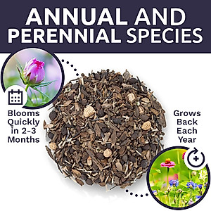 Bulk Wildflower Seeds Butterfly and Humming Bird Mix - 1/4 Pound Bag - Over 30,000 Open Pollinated Annual and Perennial Seeds