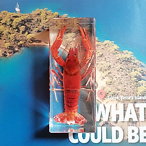 FlyingBean Real Shrimp Specimens in Resin Paperweight Crafts, Animal Taxidermy Collection for Science Education & Desk Ornament (Crayfish), 110 x 44 x 27mm (4.3 x 1.7 x 1.1 inch), (FBBH-01)