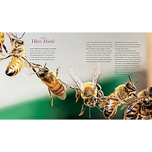 QueenSpotting: Meet the Remarkable Queen Bee and Discover the Drama at the Heart of the Hive; Includes 48 Queenspotting Challenges