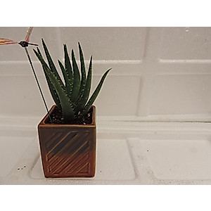Jmbamboo- Live Aloe Vera - Indoor Bonsai - Butterfly-w/fertilizer Gift Good Plant