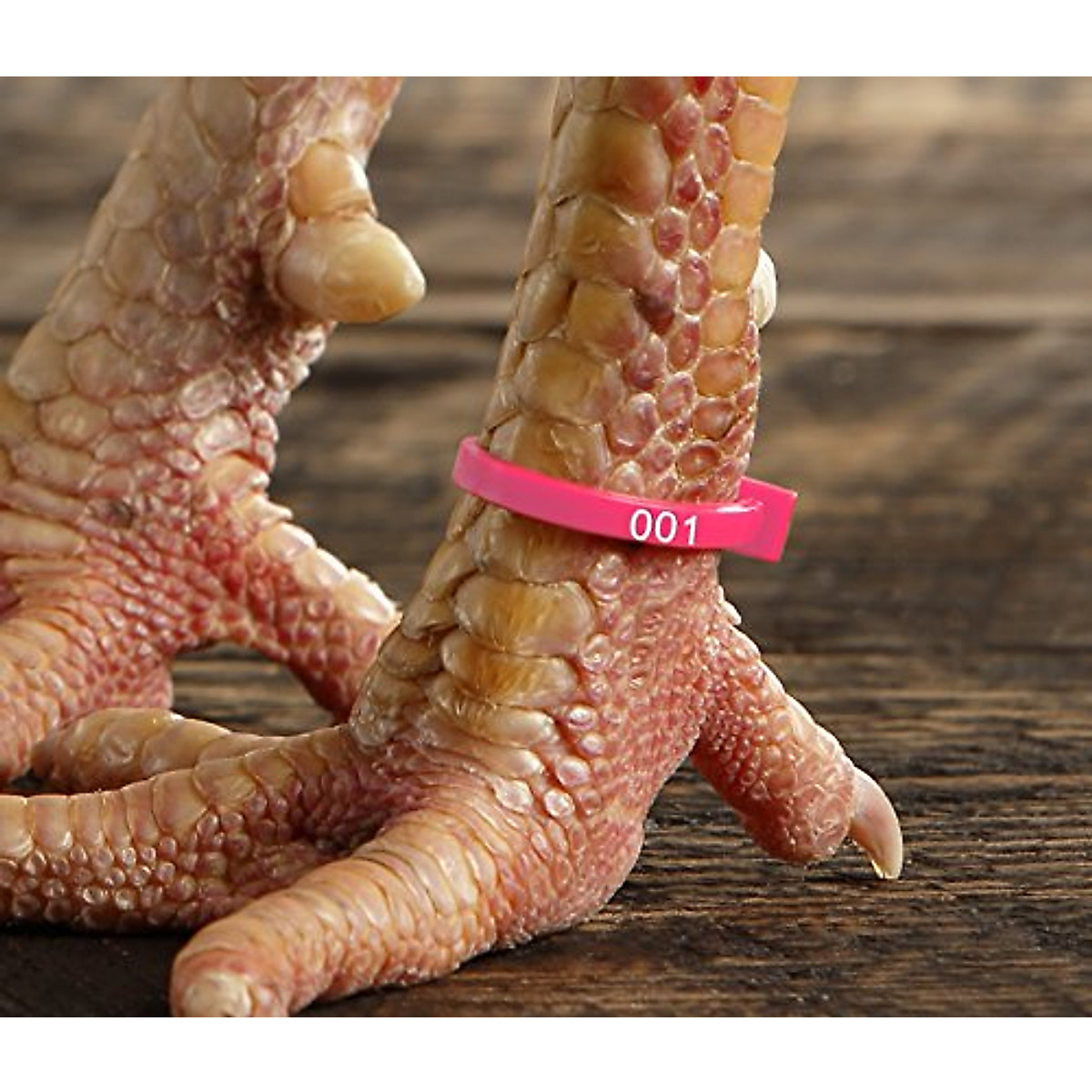 50 ZBand Numbered Poultry Leg Bands Fluorescent ~ Fits Sizes 6 to 14