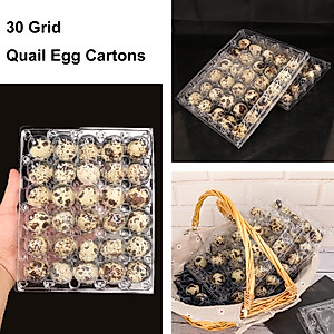 100 Pack Quail Egg Cartons, Clear Plastic Quail Egg Trays, Holds up to 30 Quail Eggs Securely - Your Ultimate Small Eggs Carton Holders for Bulk Storage and Display by KUKLIPJIM