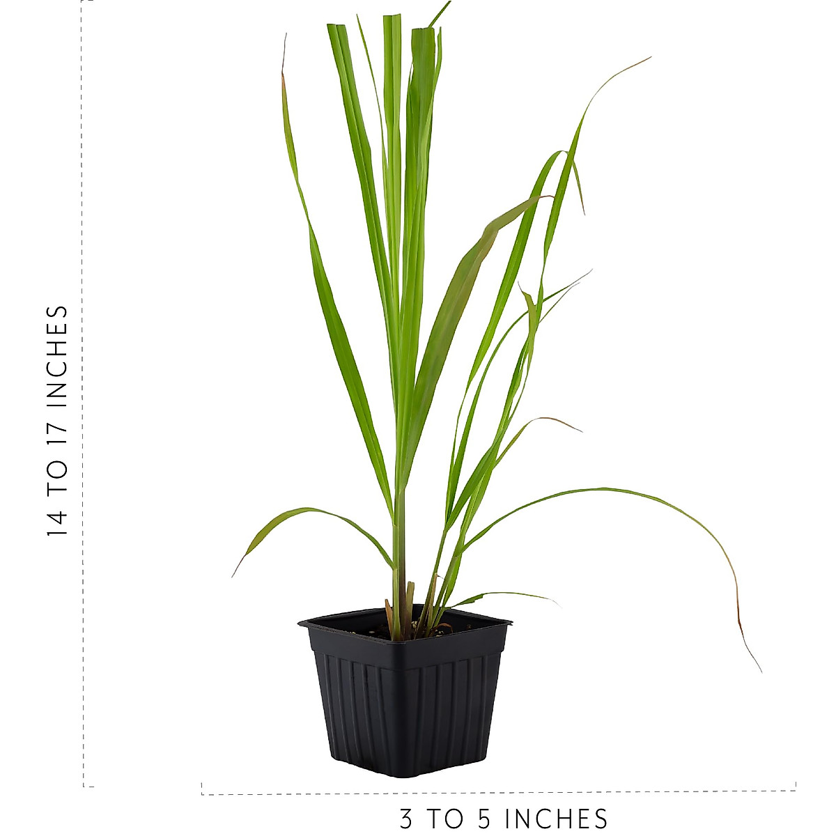Live Lemongrass Plants (2-Pack); Each 4-8 Inches, in Nursery Pots, Culinary and Aromatherapy Herb Indoor/Outdoor Container Plants