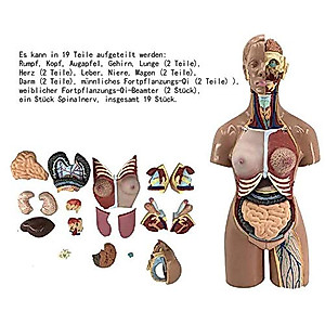 55cm Human Torso Body Model Anatomy Assembly Anatomical Internal Organs Models Teaching Education Resources,19pcs Assembled Model
