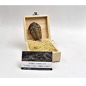 Large Authentic Arthropod Real Trilobite Fossil Come 450 Million Years ago for Collections and Education