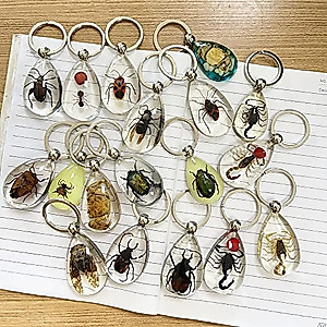 QTMY 6 Pack Insect in Resin Specimen Collection Paperweights Keychain,Christmas for Men Women Biology Science Teacher Education,Mystery Box (3)