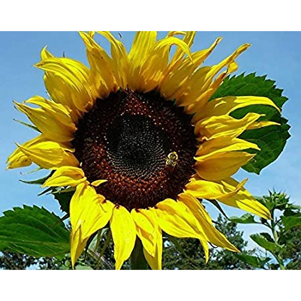 David's Garden Seeds Sunflower Tall Single Stem Black Russian 5199 (Black) 25 Non-GMO, Heirloom Seeds