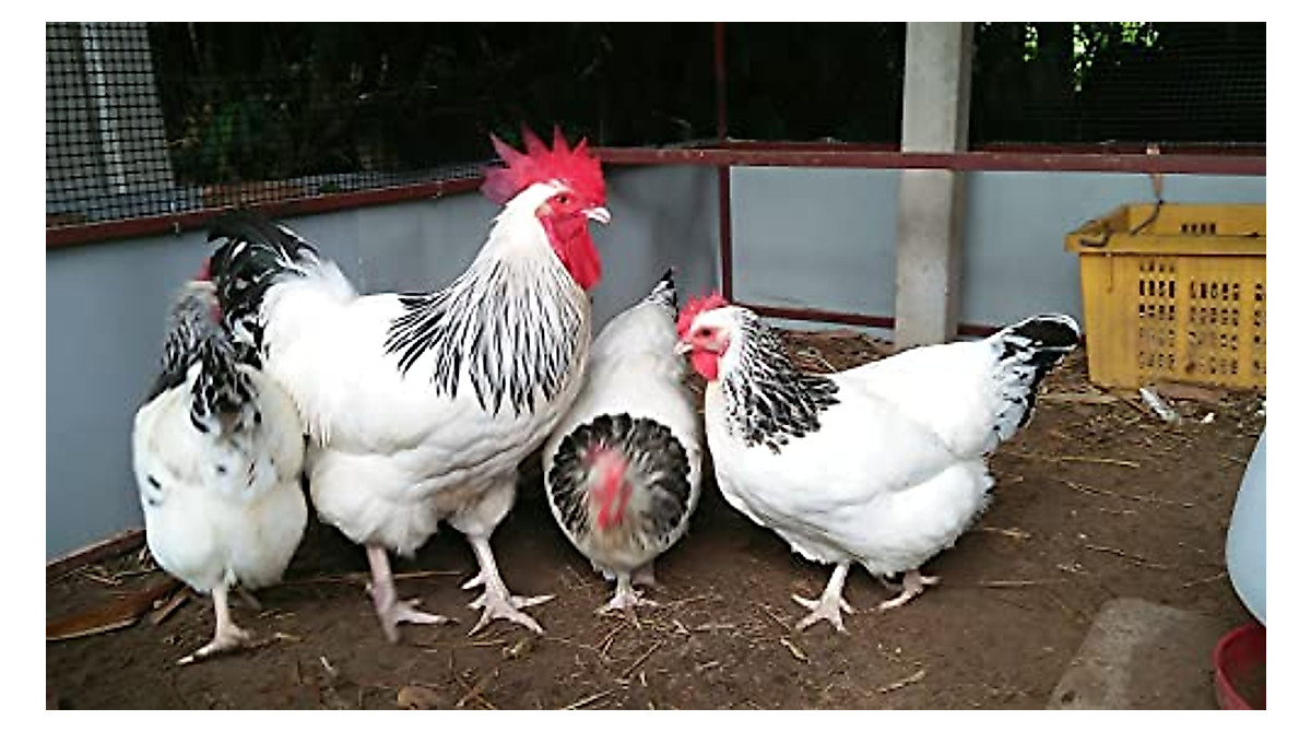 SPEED Super Nano Drop for Rooster Booster & Recovery