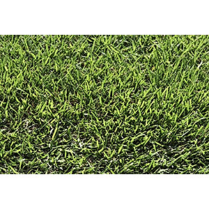 Zoysia Sod Slab for Plugs