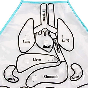 vocheer 3D Organ Apron, Anatomy Apron Human Body Organs Awareness Montessori Educational Tool Toy for Home Preschool Teaching Aid, Transparent…