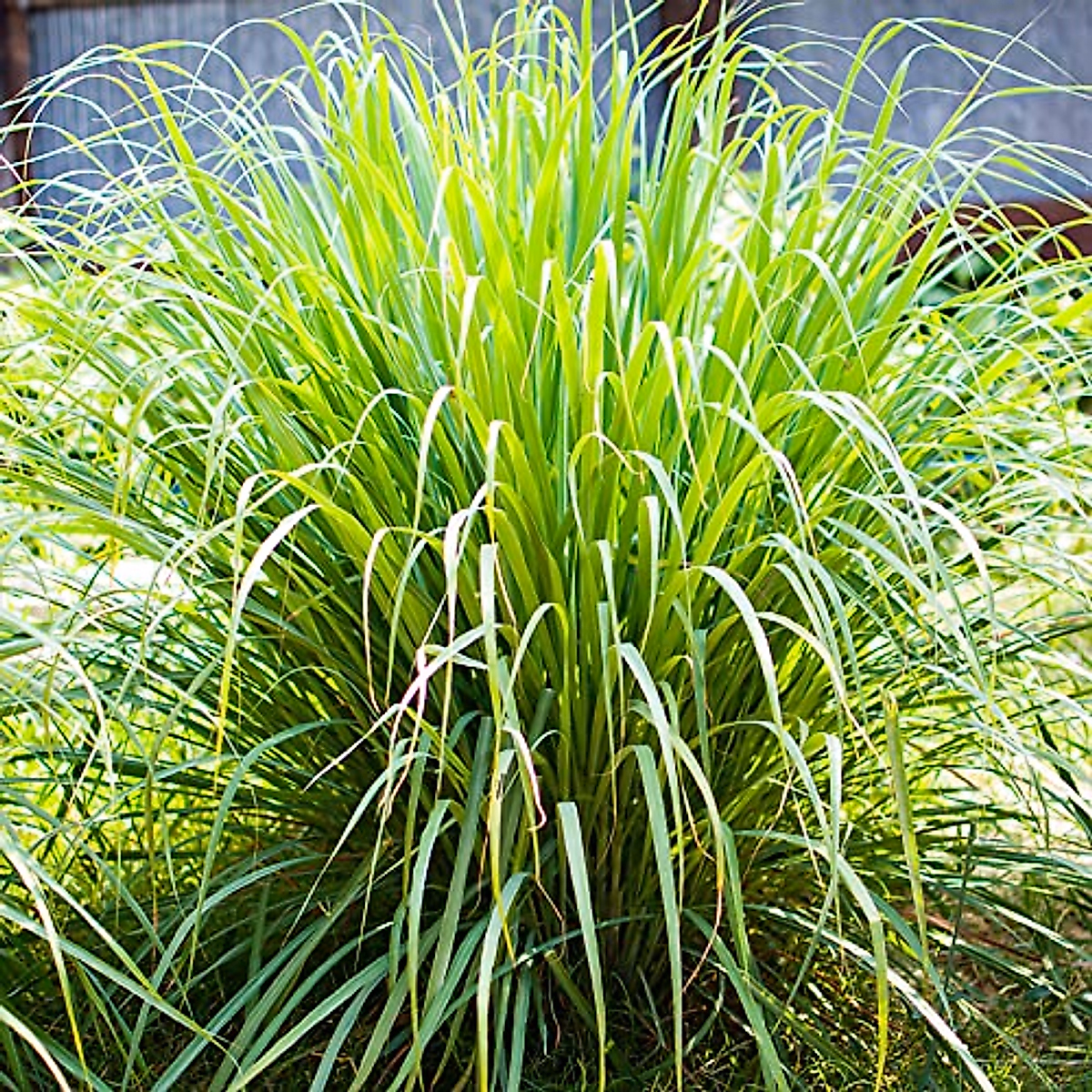 YEGAOL Garden 125Pcs Lemongrass Seeds Cymbopogon Citratus Edible Ornamental Cooking Fast-Growing Fragrant Drought Tolerant Perennial Annual Potted Patio Border Garden Plant Herb Seeds