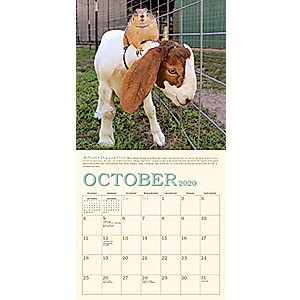 Unlikely Friendships Wall Calendar 2020