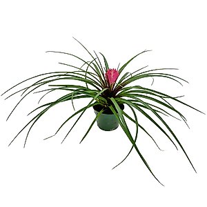 ragnaroc Live Air Plants – Flowering Tillandsia Cyanea, Giant 15-18" - 1ct - Live Arrival Guaranteed - House Plants for Home Decor & Gift