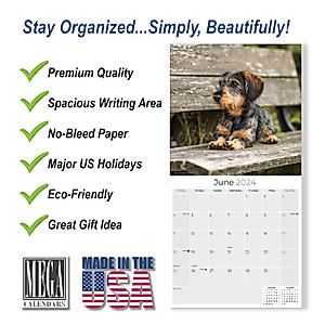 2023 2024 Wirehaired Dachshund Calendar - Dog Breed Monthly Wall Calendar - 12 x 24 Open - Thick No-Bleed Paper - Giftable - Academic Teacher's Planner Calendar Organizing & Planning - Made in USA