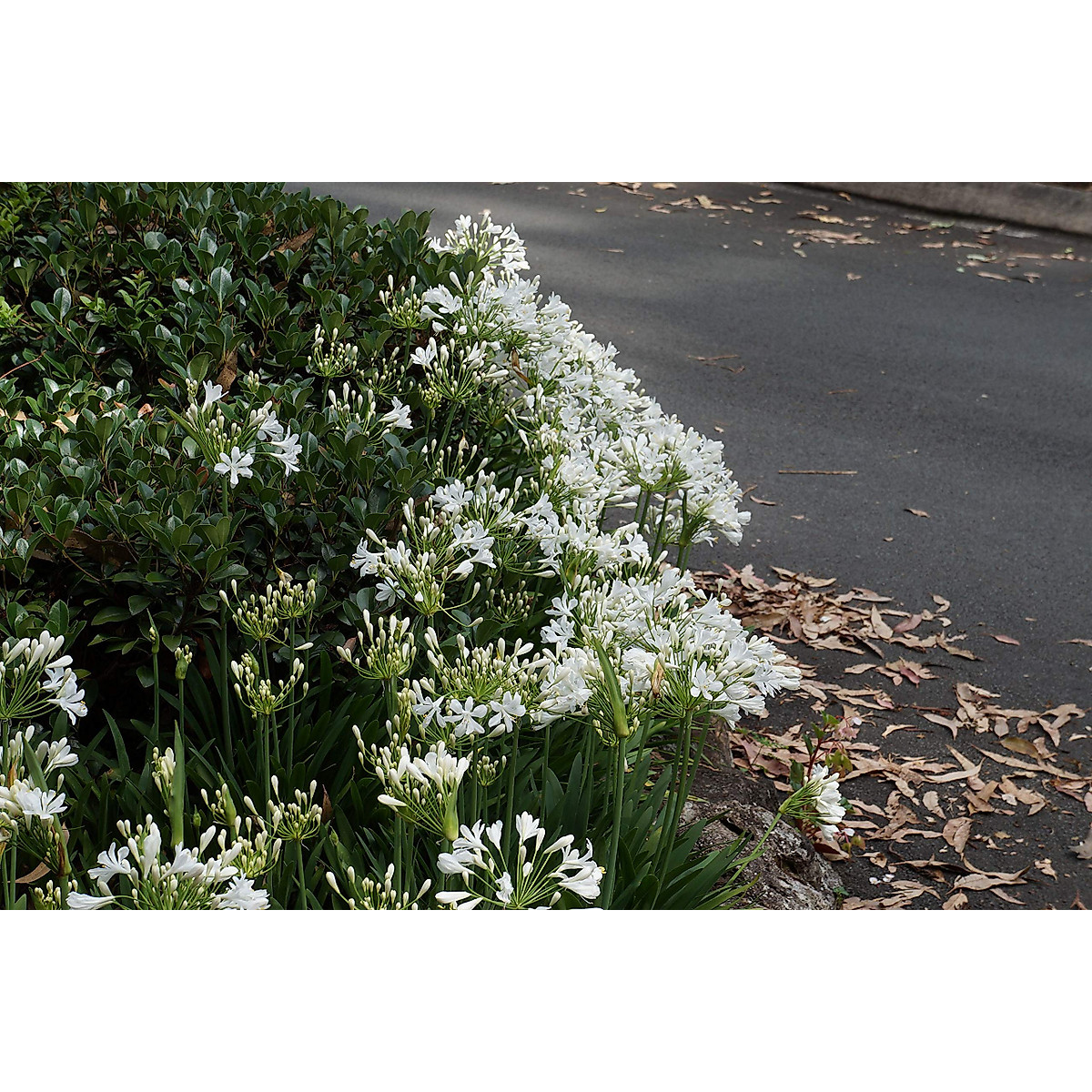 Agapanthus Getty White - 10 Live Plants - Blooming Groundcover Grass