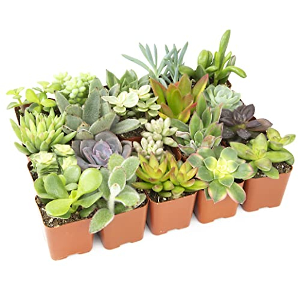 Altman Plants, Live Succulent Plants (20 Pack) Assorted Potted Succulents Plants Live House Plants in Cacti and Succulent Soil Mix, Cactus Plants Live Indoor Plants Live Houseplants in Planter Pots
