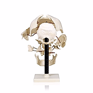 Parco Scientific PB00050 Life Size Beauchene Model | “Exploded” to Show How Bones Fit Together | Disarticulated, Mounted on Wire to Retain Spatial Relationship | Med. Studies | W Identification Key