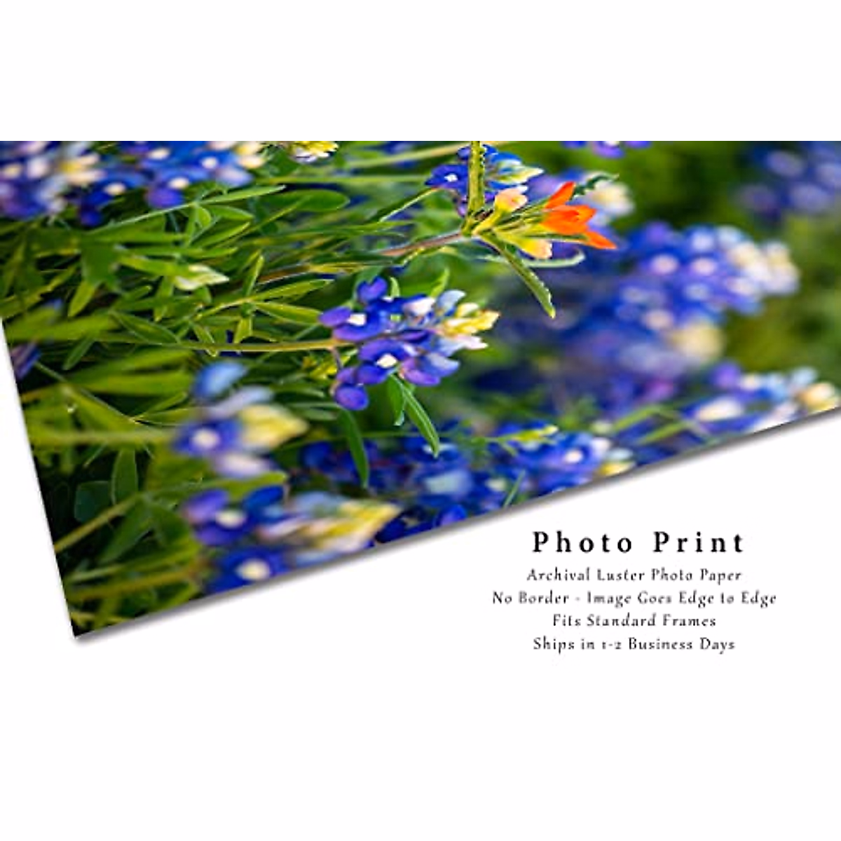 Wildflower Photography Print (Not Framed) Vertical Picture of Indian Paintbrush Standing Out in Bluebonnets on Spring Day in Texas Nature Wall Art Flower Decor (5" x 7")
