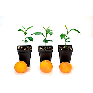 Nules Clementine Starter Plant. Citrus Clementina. 3" - 5"
