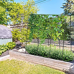 Garden Cucumber Trellis for Climbing Plants Outdoor, 57.9in Metal Plant Support Trellis for Climbing Vine Vegetable/Fruit/Flower Outdoor Yard Lawn Garden A Frame Trellis