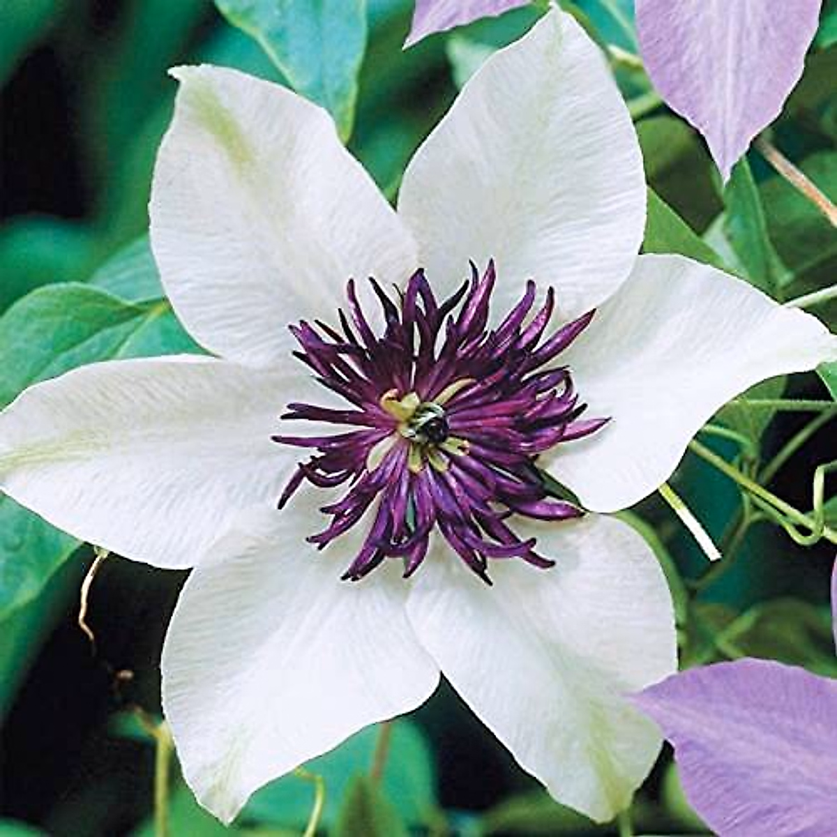 YEGAOL Garden 50Pcs White Purple Clematis Seeds Climbers Perennial Flower Seeds GMO Free Attract Butterflies & Hummingbirds Garden Courtyard Cottage Potted