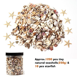 HAPY SHOP 1200 PCS Tiny Sea Shells Small Natural Starfish Mixed Ocean Beach Spiral Seashells for Home Decorations,Wedding Decor,Candle Making,Beach Theme Party,DIY Crafts and Vase Filler