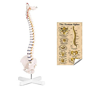 LYOU Flexible Spine Model, 34'' Life Size Spine Anatomical Model with Vertebrae, Nerves, Arteries, Lumbar Column and Male Pelvis, Colorful Poster Include