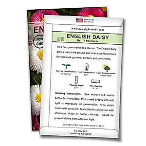 Sow Right Seeds - English Daisy Flower Seeds for Planting, Beautiful Flowers to Plant in Your Garden; Non-GMO Heirloom Seeds; Wonderful Gardening Gifts (1)
