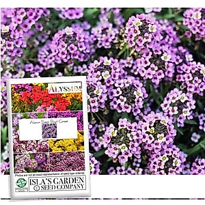 "Sweet Royal Carpet" Alyssum Flower Seeds, 1000+ Seeds Per Packet, (Isla's Garden Seeds), Non GMO Seeds, Botanical Name: Lobularia Maritima, Great Home Garden Gift