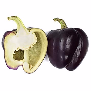 Purple Beauty Sweet Bell Pepper Seeds for Planting, 100+ Heirloom Seeds Per Packet, (Isla's Garden Seeds), Non GMO Seeds, Botanical Name: Capsicum annuum, Great Home Garden Gift